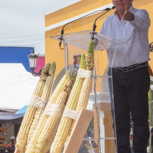 EL ELOTE MÁS GRANDE DEL MUNDO: ORGULLO DE JALA, NAYARIT – Conexión Mx