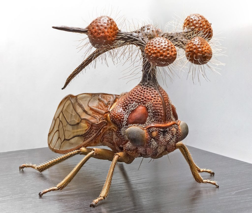BRAZILIAN TREEHOPPER (BOCYDIUM GLOBULARE): UN ENIGMA DE LA NATURALEZA ...